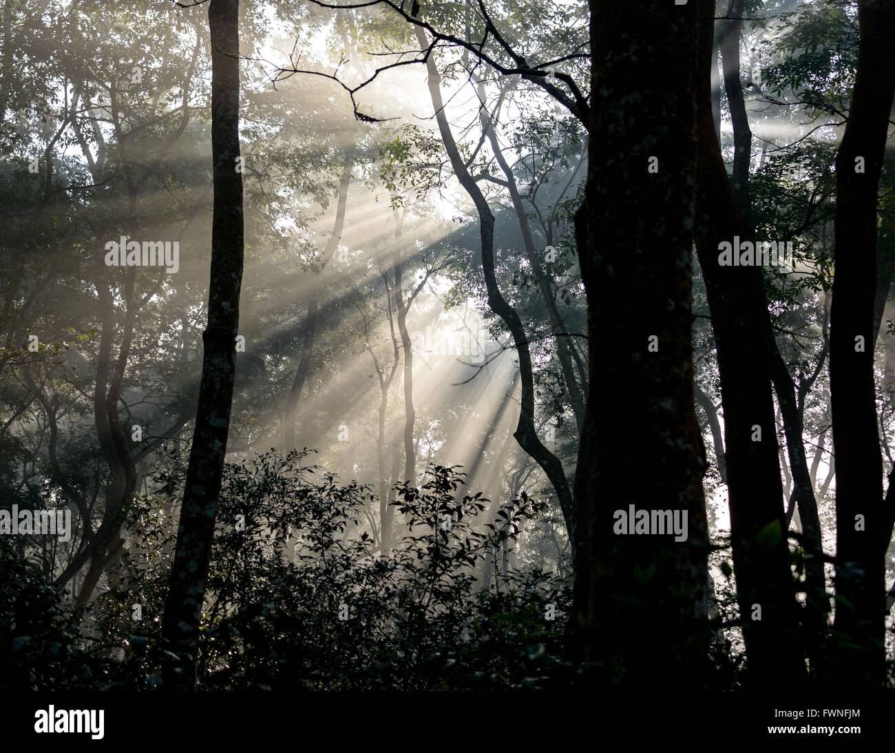 Sunrays passing through trees in Chitwan jungle, Nepal Stock Photo - Alamy