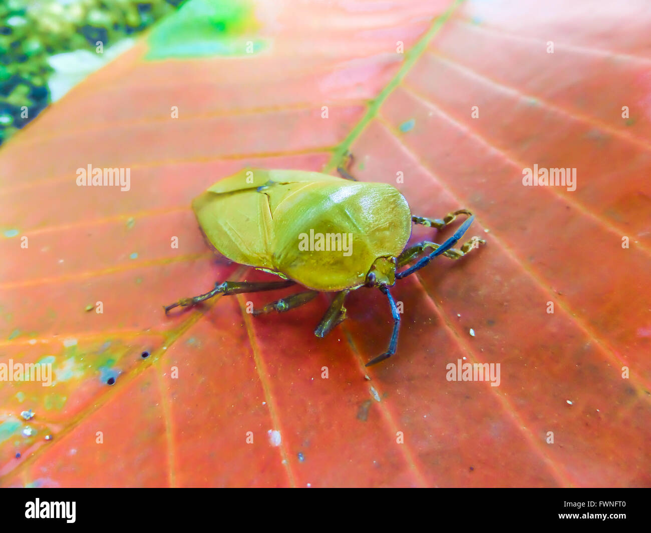 Longan stink bug(Tessaratoma papillosa). thai people call Muan Lum Yaai ...