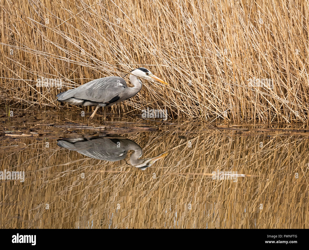 Grey heron in the water near reeds with reflections Stock Photo - Alamy