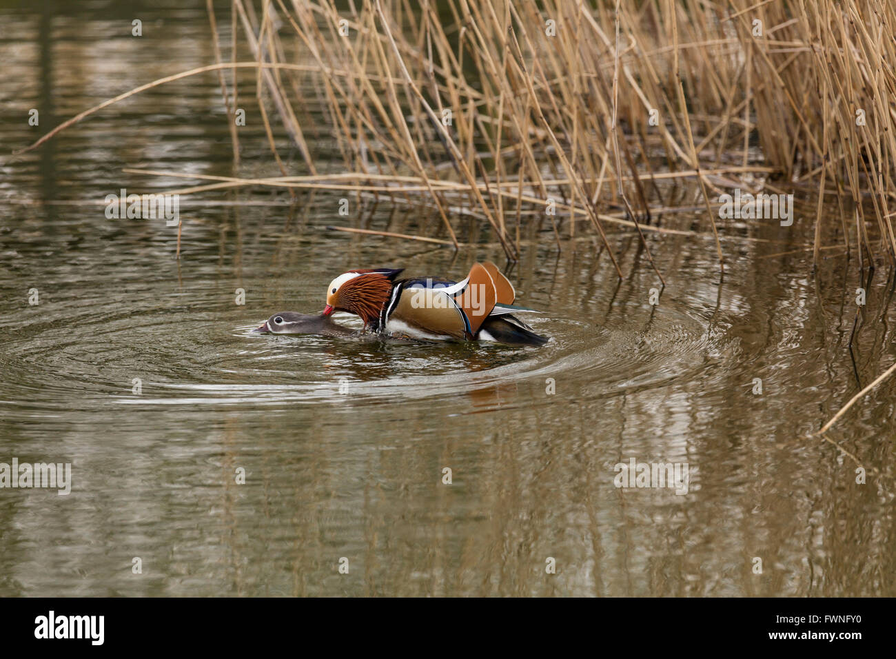 Mandarin duck out water hi-res stock photography and images - Alamy