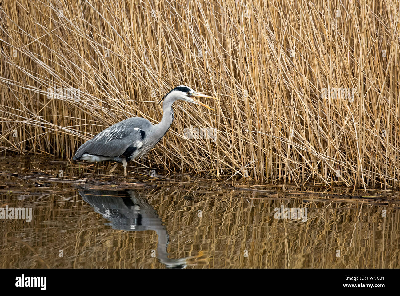 Grey heron with beak open wading in the water next to reeds and with ...