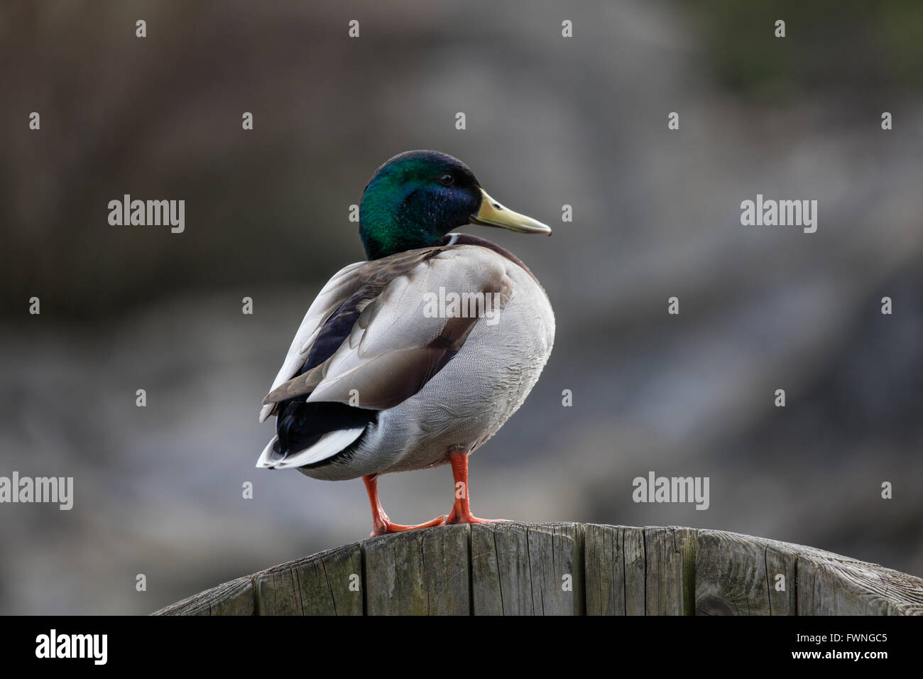 Drake Waterfowl Backgrounds