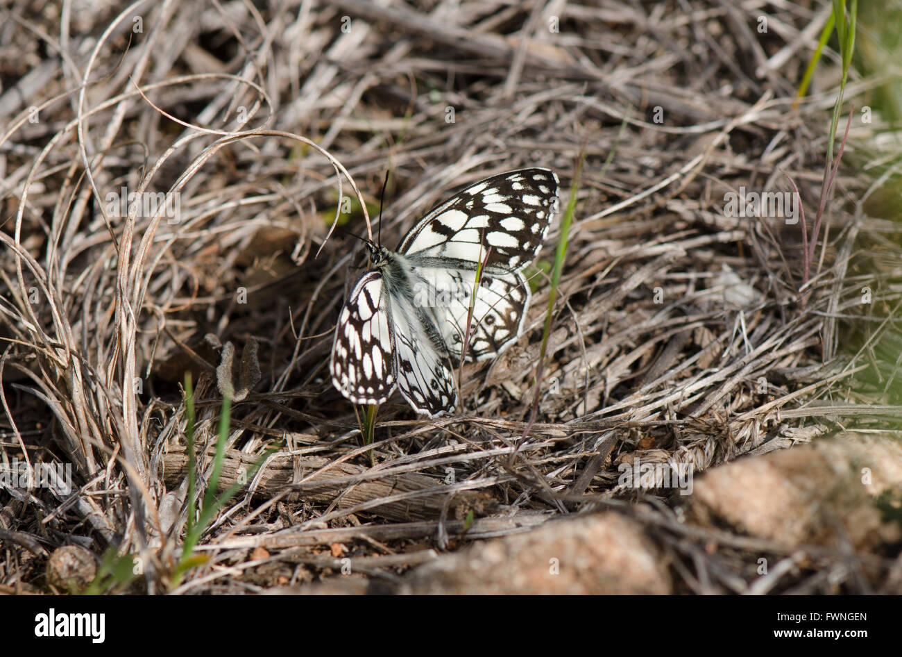 Spanish marbled white, Melanargia ines, butterfly resting on dry plant ...