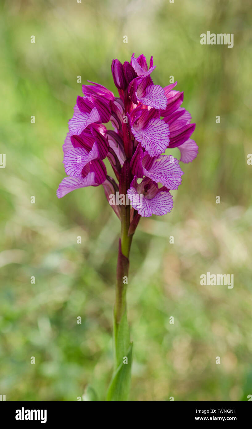 Pink Butterfly Orchid, Orchis papilionacea, Andalusia, Spain Stock ...
