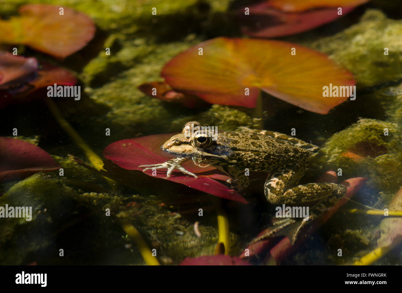 Iberian painted frog, Discoglossus galganoi, Andalusia, Spain Stock ...