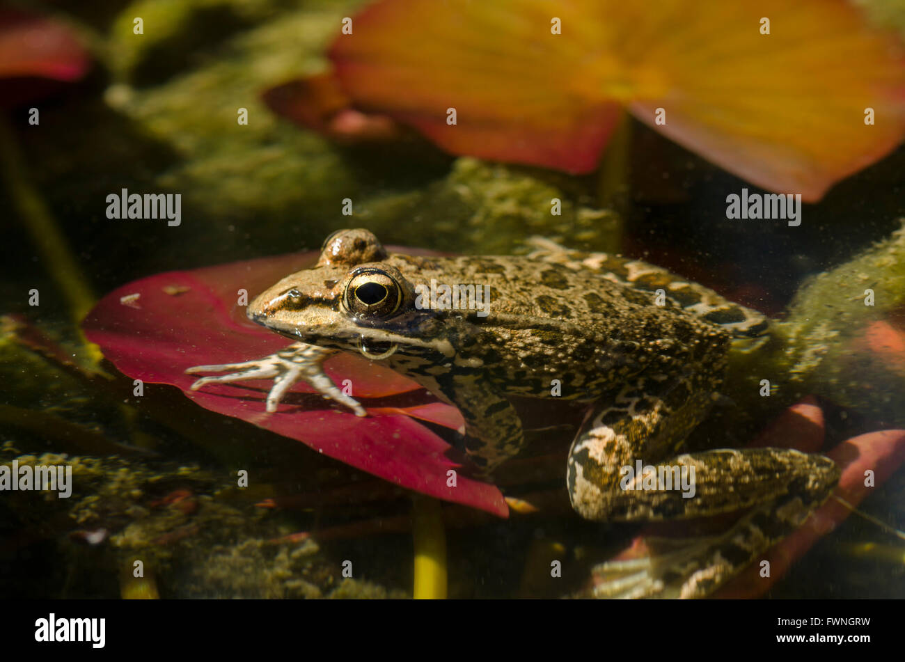 Iberian painted frog, Discoglossus galganoi, Andalusia, Spain Stock ...
