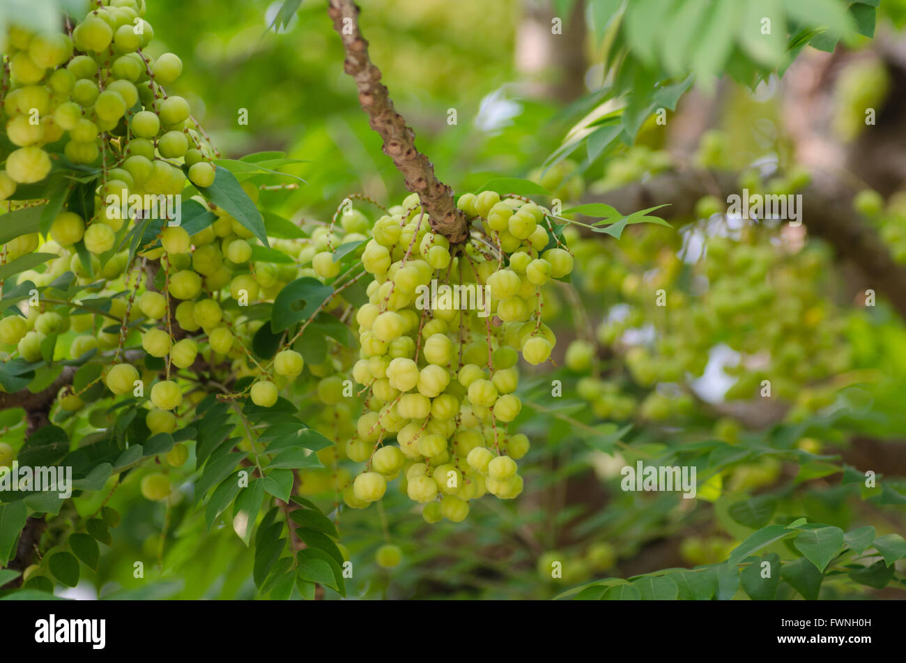 Star gooseberry on tree Stock Photo - Alamy