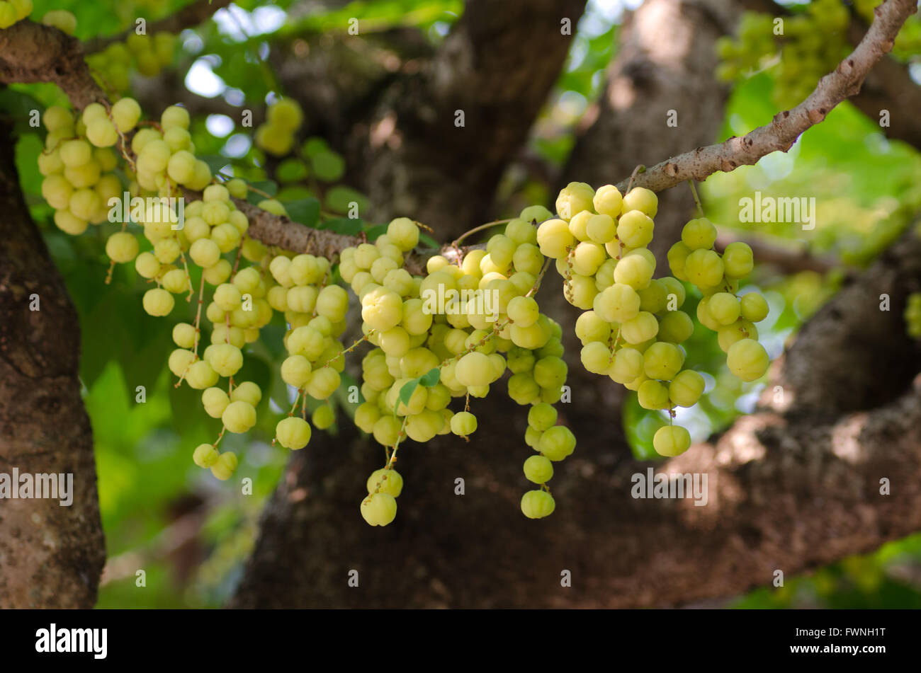 Gooseberry tree hi-res stock photography and images - Alamy