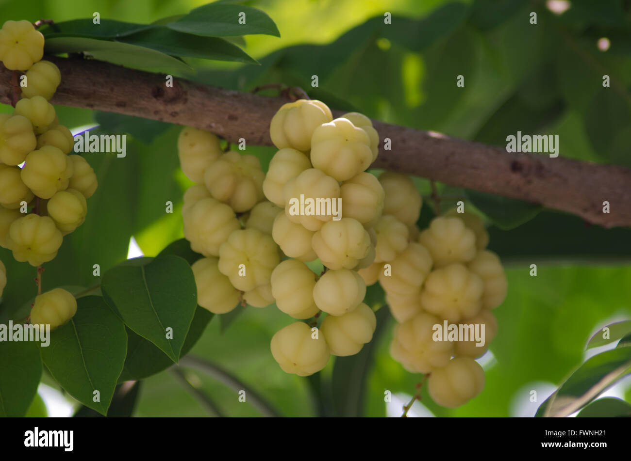 Gooseberry tree hi-res stock photography and images - Alamy