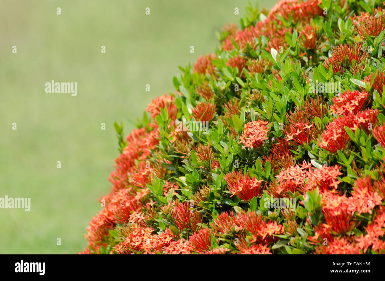 Ixora flower in garden Stock Photo - Alamy