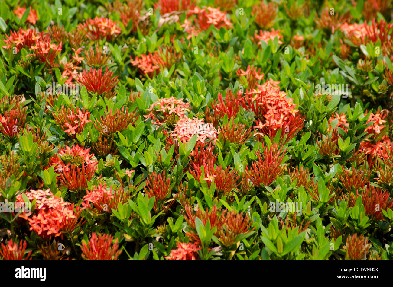 Ixora flower Stock Photo - Alamy