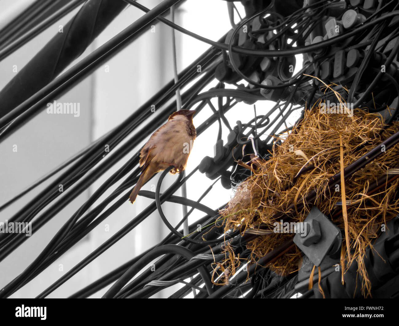 The family of bird live in nest on electric line Stock Photo - Alamy