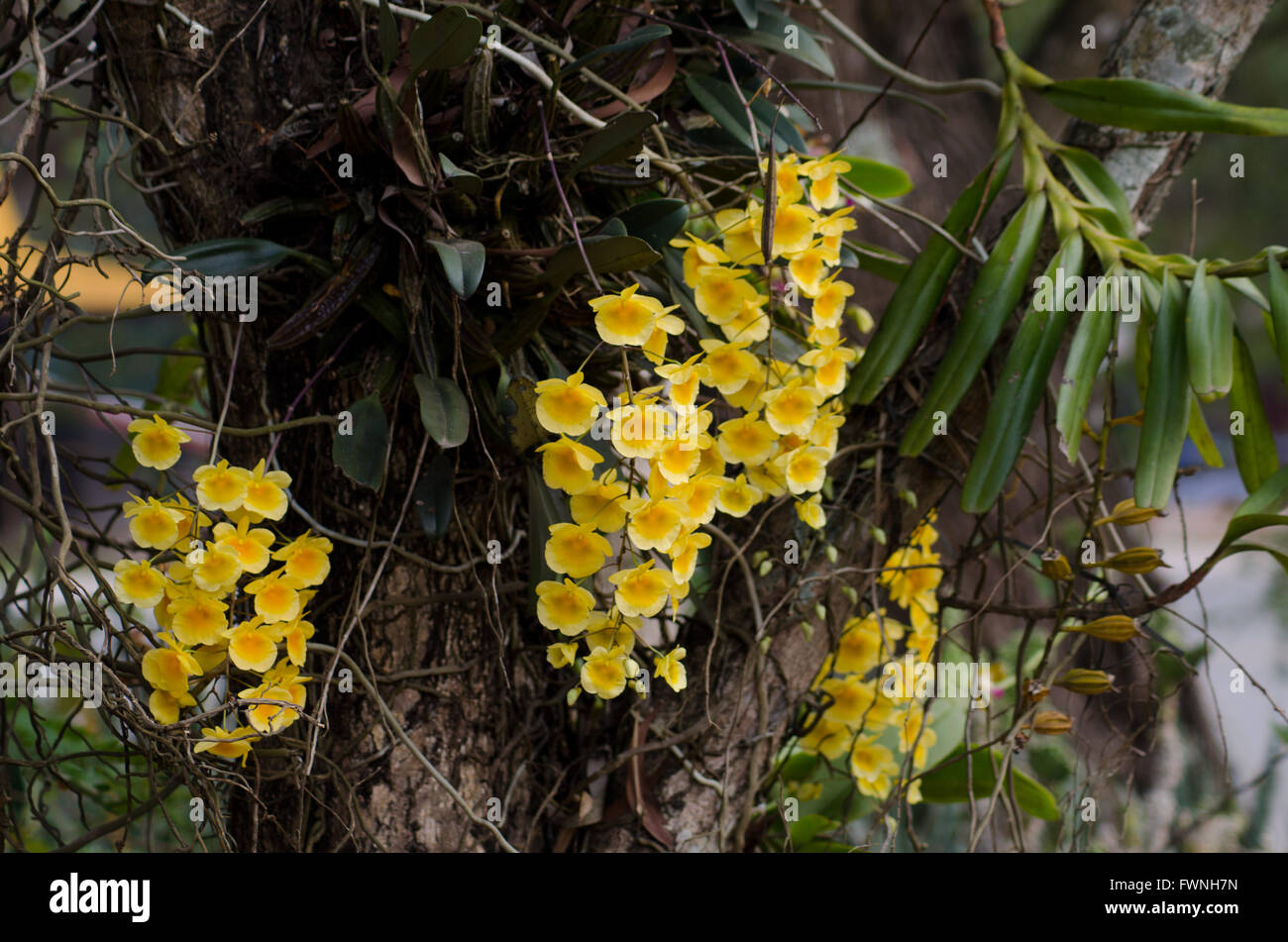 Wild dendrobium hi-res stock photography and images - Alamy