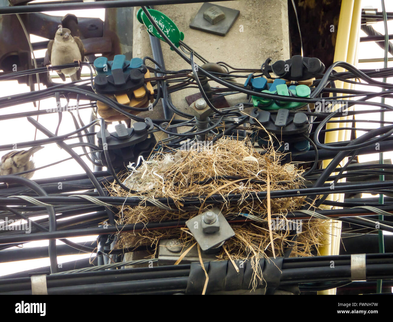 The family of bird live in nest on electric line Stock Photo - Alamy