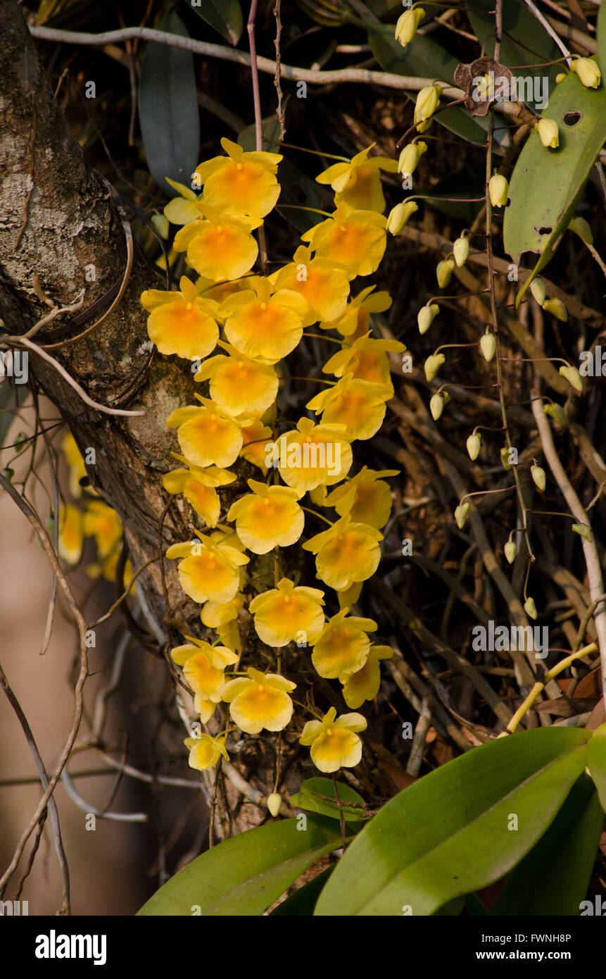 Dendrobium hi-res stock photography and images - Alamy