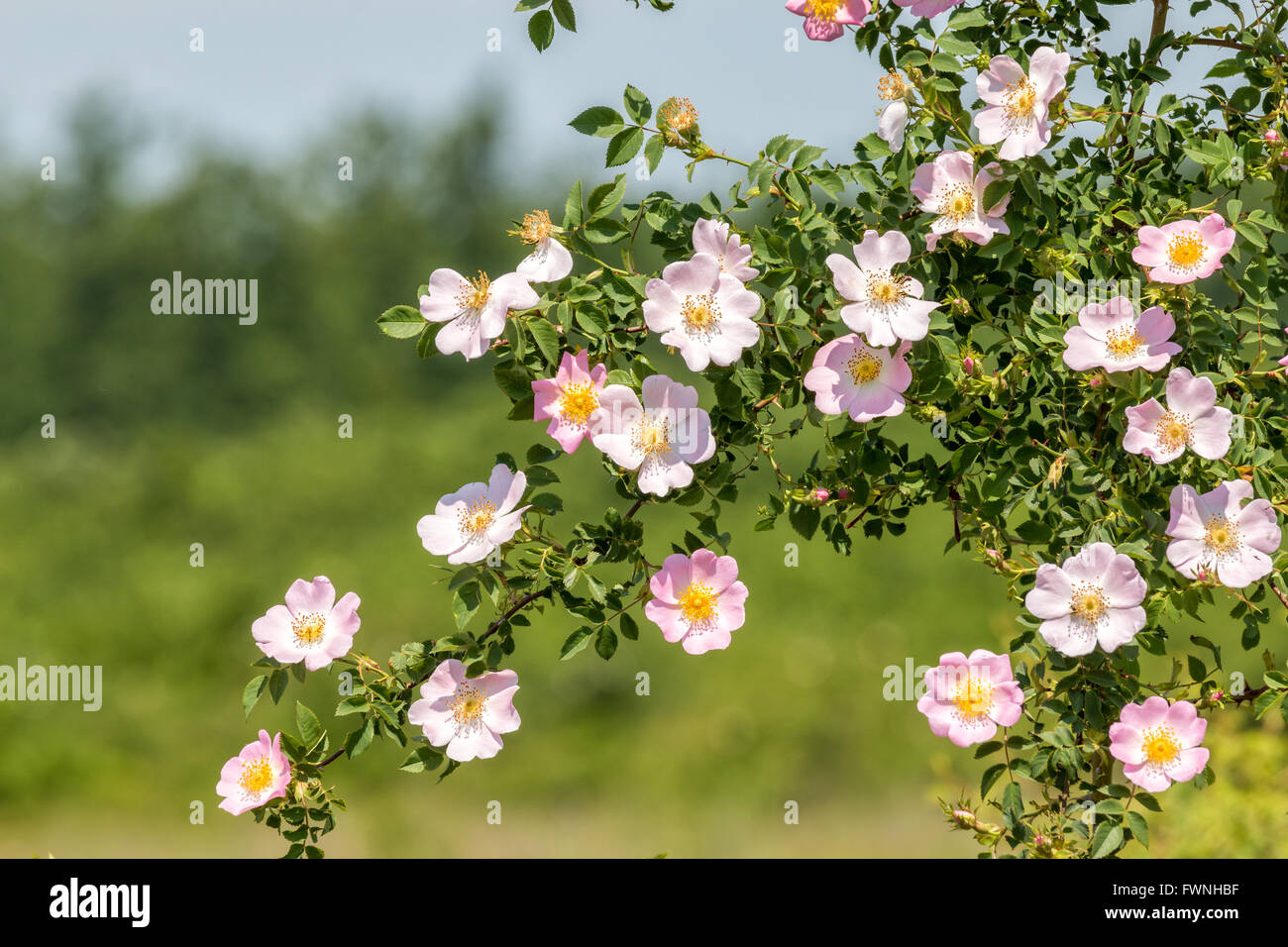 Rose bush hi-res stock photography and images - Alamy