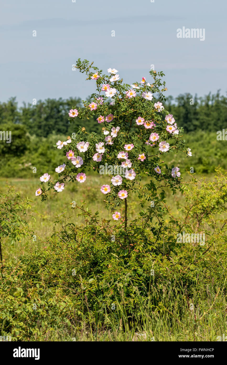 Wild rose bush hi-res stock photography and images - Alamy