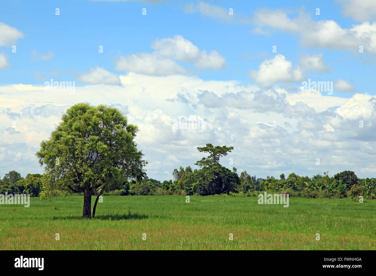alone tree standing out on meadow field Stock Photo - Alamy