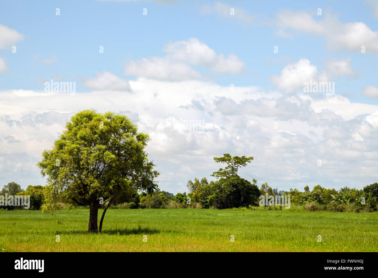 Tree at farm and field for agriculture background Stock Photo - Alamy