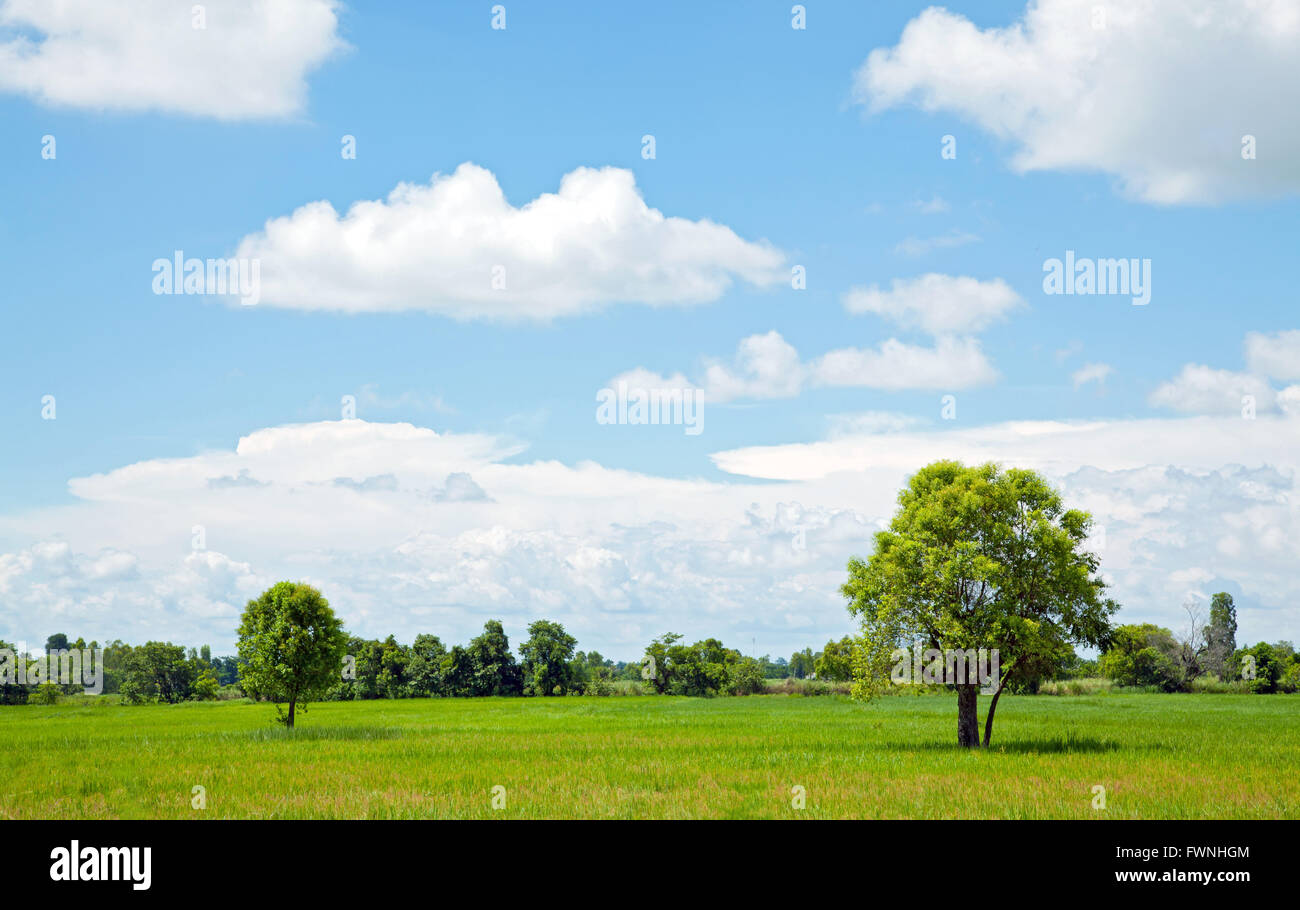 Alone Tree at farm and field for agriculture background Stock Photo - Alamy