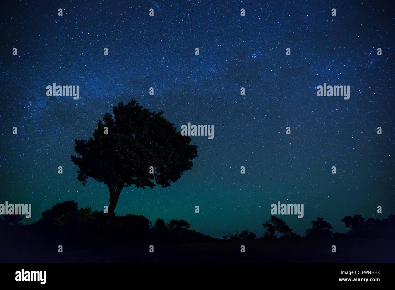 Silhouette of Tree and milky way with star Stock Photo - Alamy