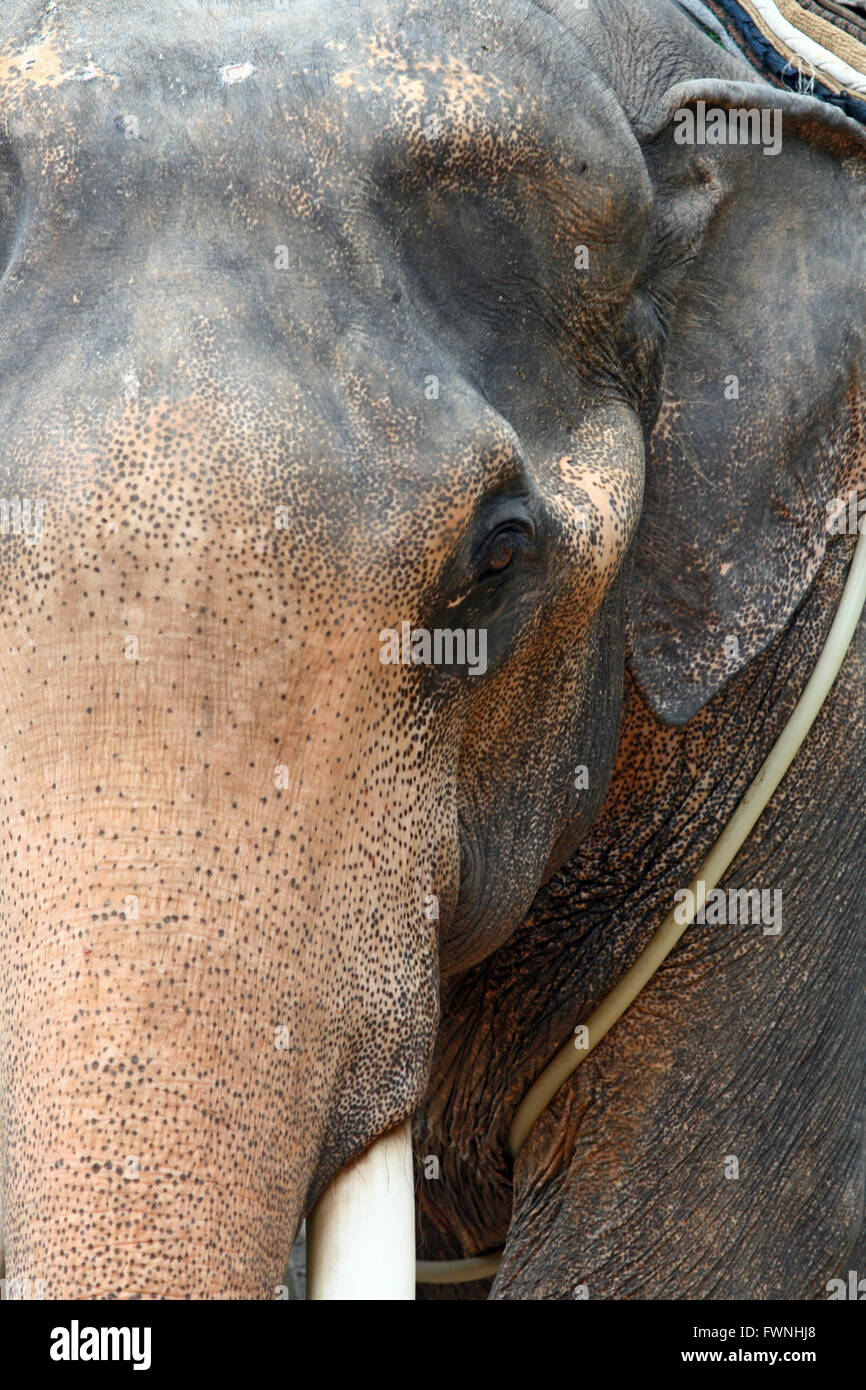 Elephant skin hide pachyderm hi-res stock photography and images - Alamy
