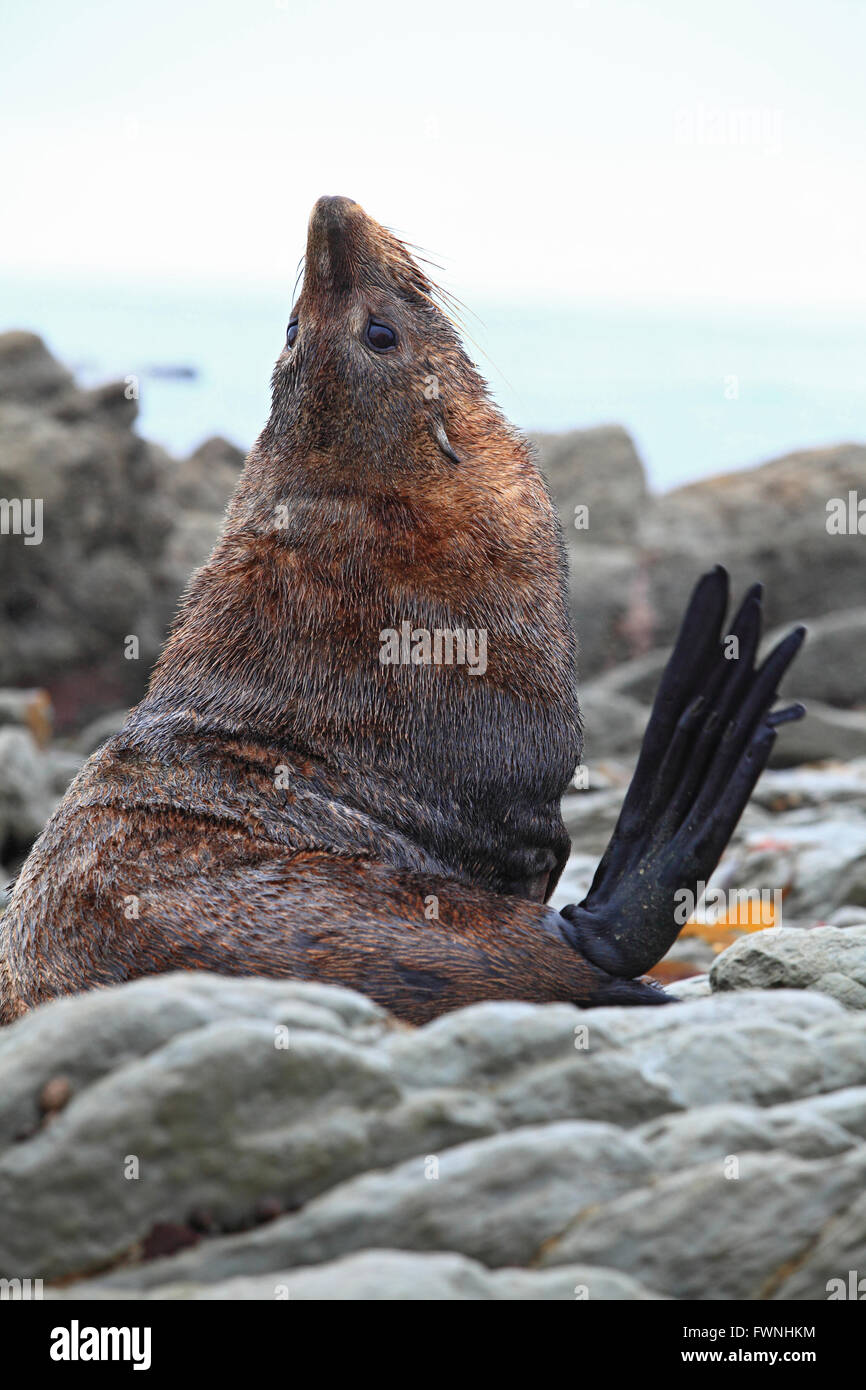 wild sea-lion or seal on coast New Zealand Stock Photo - Alamy