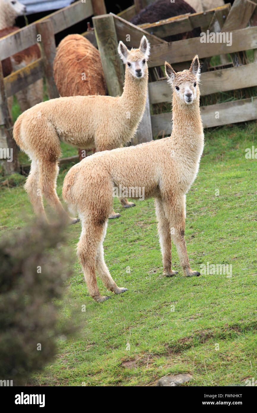 two brown lamas in farm with green grass Stock Photo - Alamy
