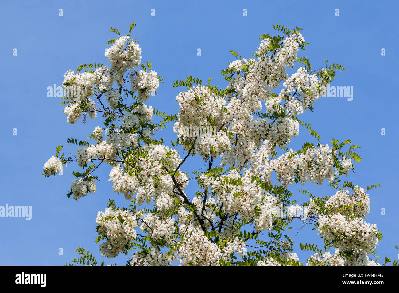 White acacia flowers on the tree Stock Photo - Alamy