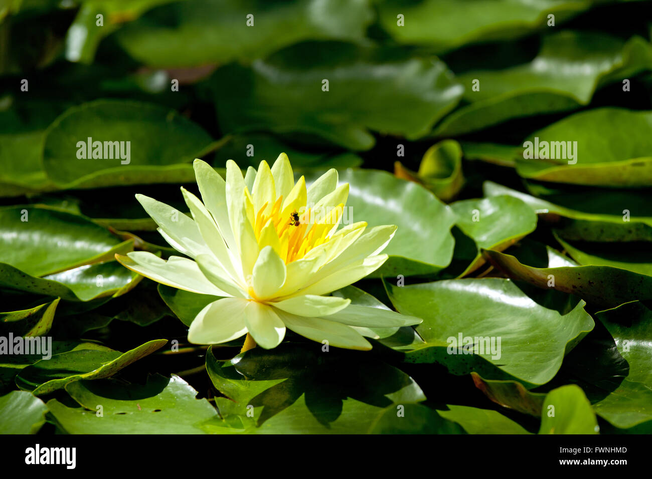 Blossom spa hi-res stock photography and images - Alamy
