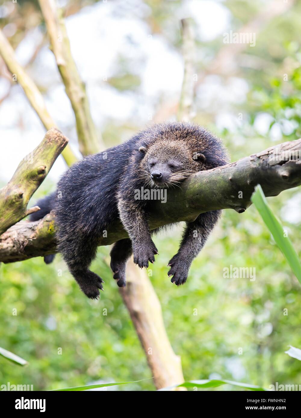 wild binturong bearcat sleeping on tree Stock Photo - Alamy