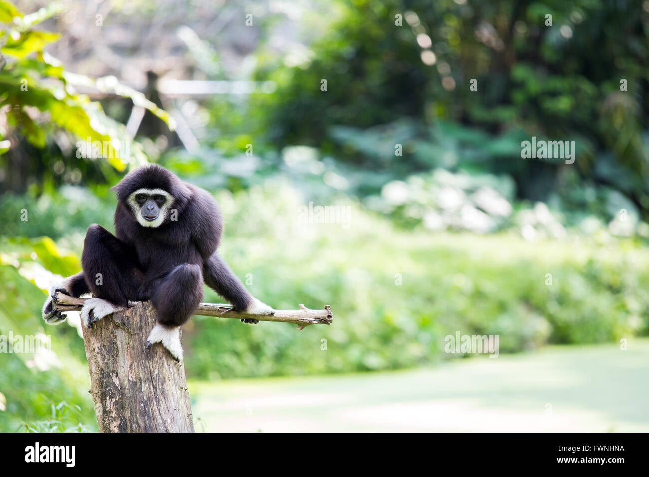 White hand gibbon hi-res stock photography and images - Alamy