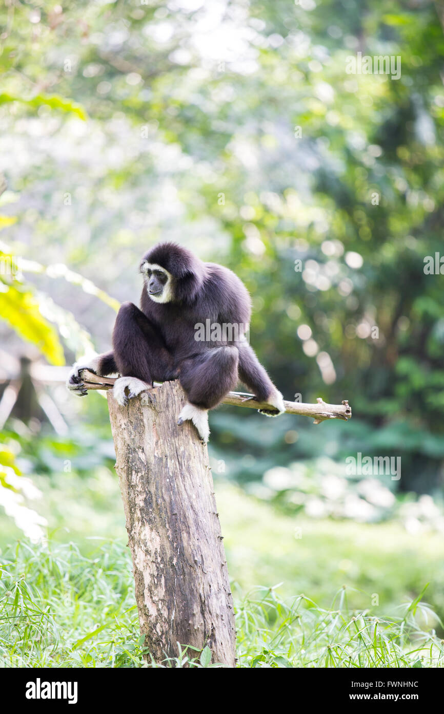 White hand gibbon hi-res stock photography and images - Alamy