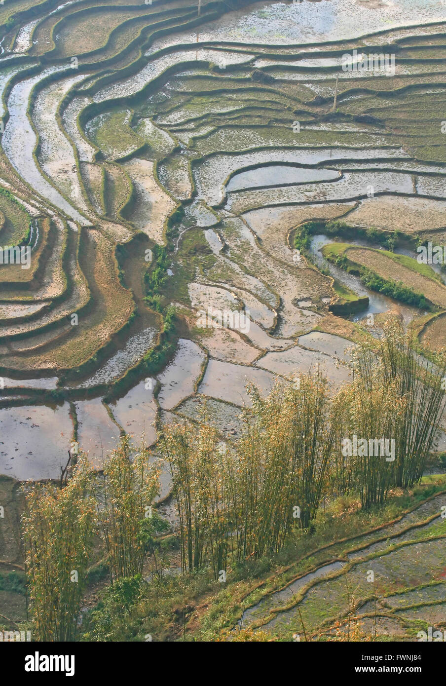 Traditional Ladder Farming, Rice Paddle Fields, in Sapa Vietnam Stock ...