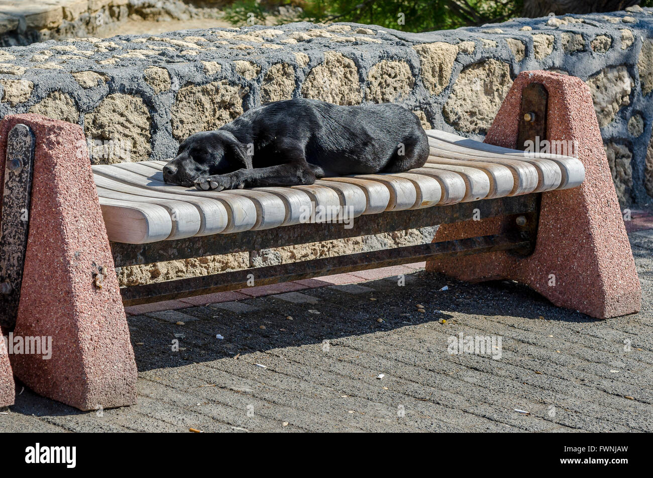 Stray dog sleeping on a bench on a street in the city of Kyrenia ...