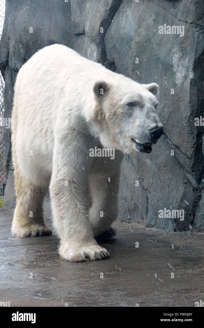 Full grown bear hi-res stock photography and images - Alamy