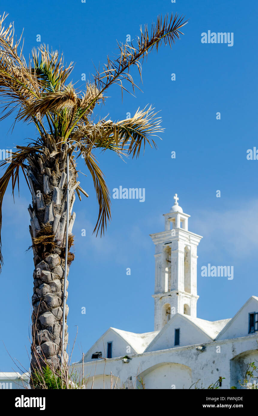 Palm tree is in cyprus hi-res stock photography and images - Alamy