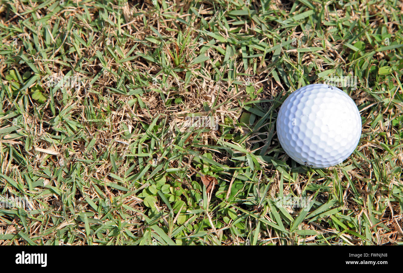 golf ball on green light rough Stock Photo - Alamy