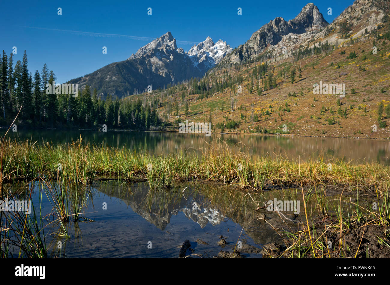 String Bog High Resolution Stock Photography and Images - Alamy