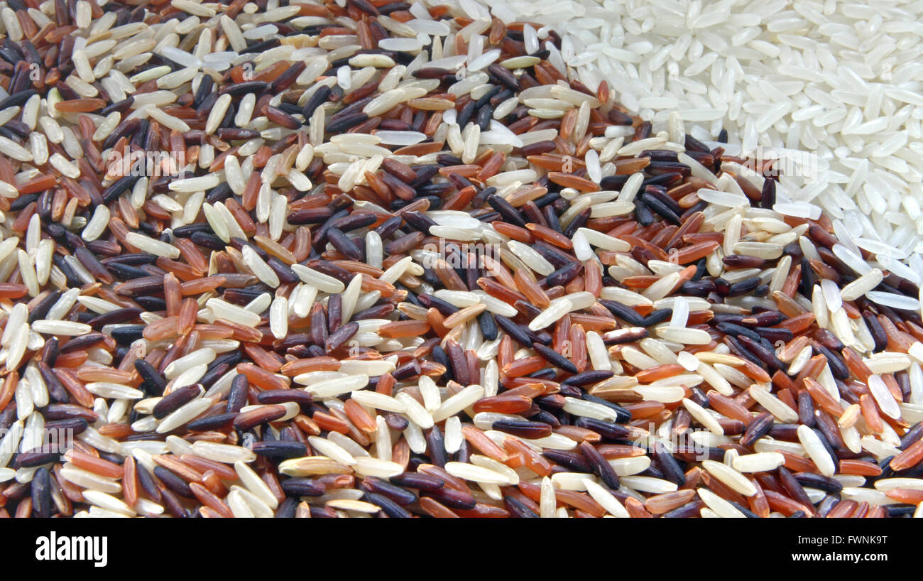 Thai Red Jasmine and Fragment magenta Organic rice dominat on White ...