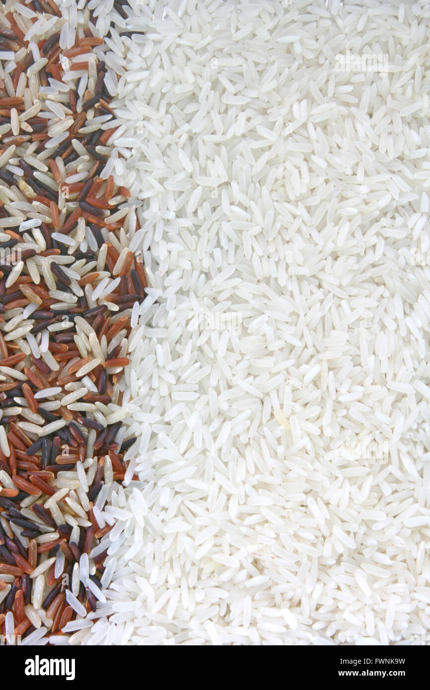 Thai White Jasmine rice dominate on Red Jasmine and Fragment magenta ...