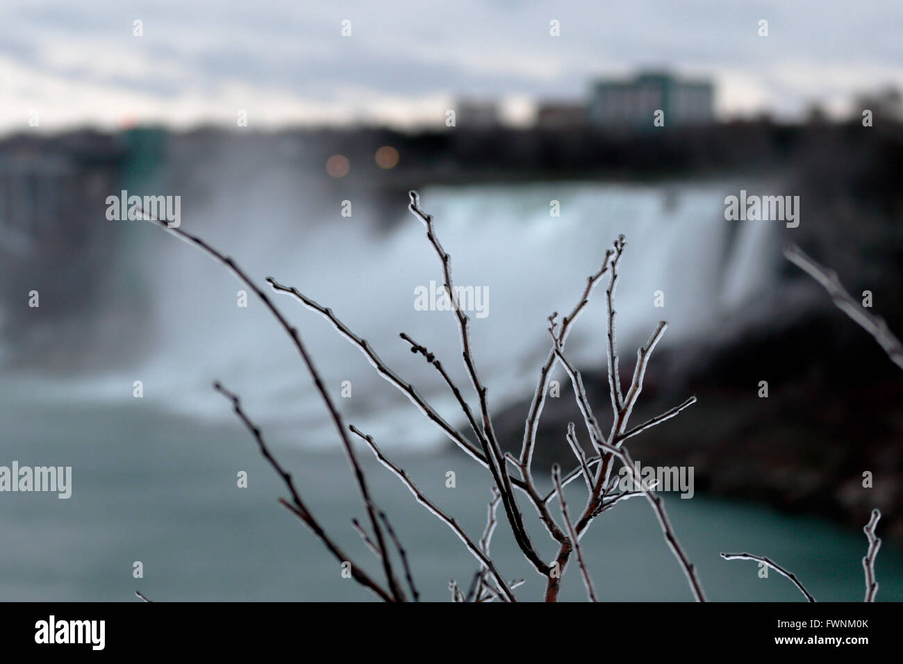 Photo of the icy tree and the Niagara Falls on background Stock Photo ...