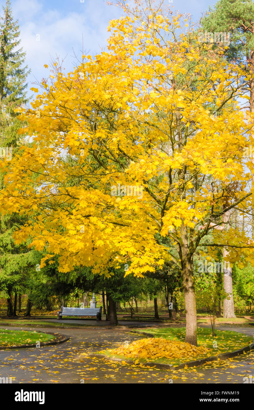 Maple yellow hi-res stock photography and images - Alamy