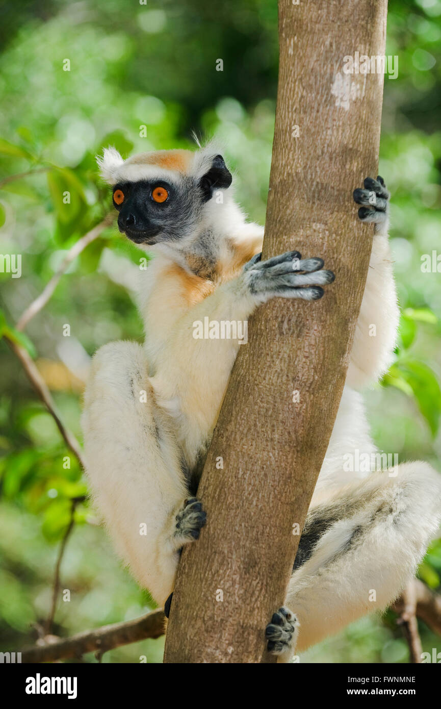 Golden-crowned Sifaka or Tattersall's sifaka (Propithecus tattersalli ...