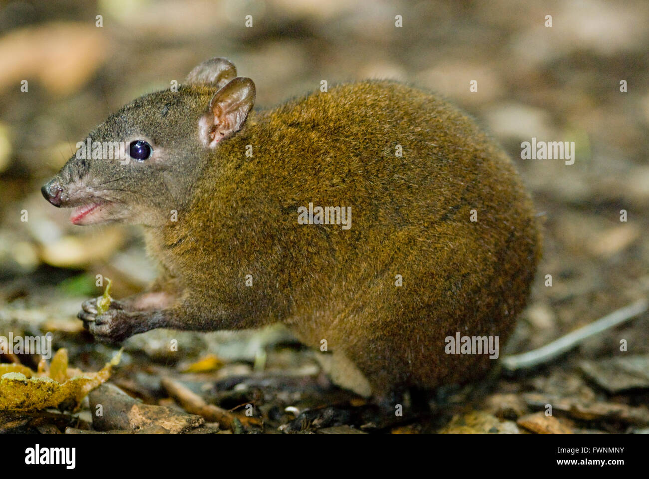 Musky Rat-kangaroo (Hypsiprymnodon moschatus) Smallest of the Macropods ...