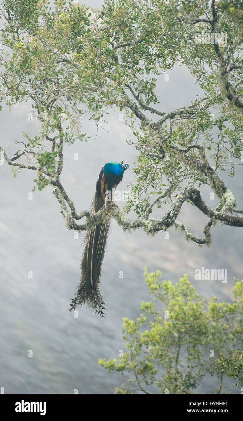Peacock (Pavo cristatus), Roosting in tree, Yala National Park, WILD ...