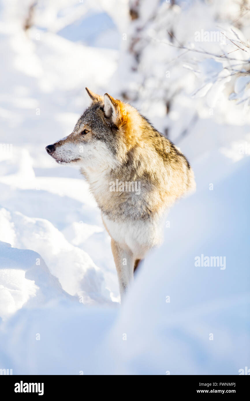 Wolf stands in beautiful winter landscape Stock Photo - Alamy