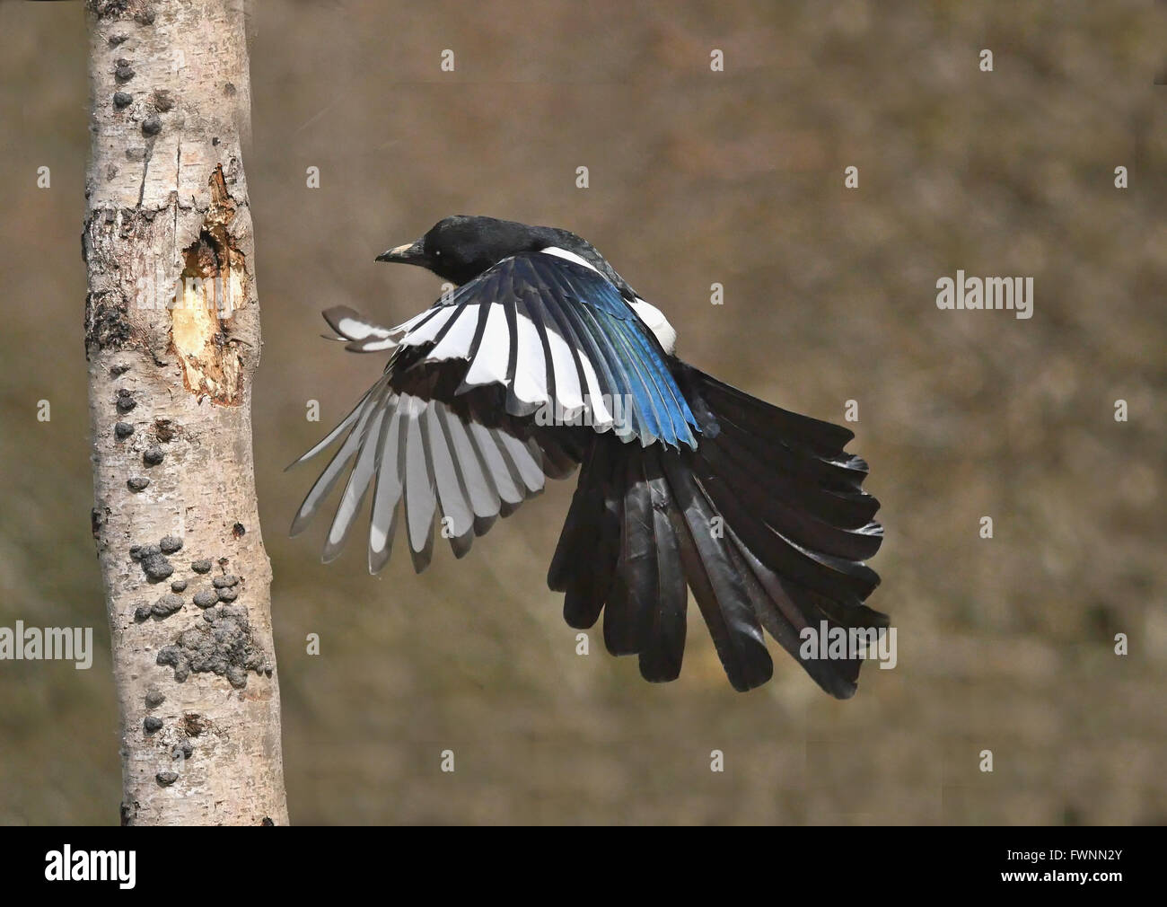 Eurasian Magpie Flying
