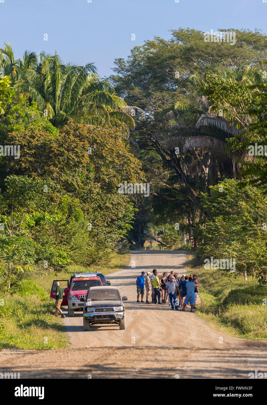 OSA PENINSULA, COSTA RICA - Eco-tourists stop cars on dirt road to view ...