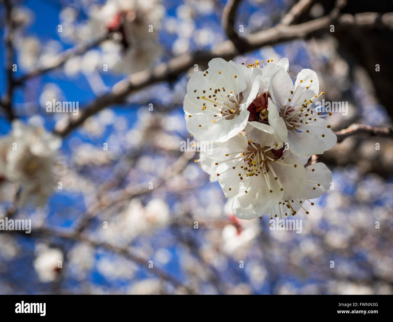 Apricottree hi-res stock photography and images - Alamy